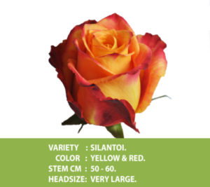 Silantoi - The Rose Solutions