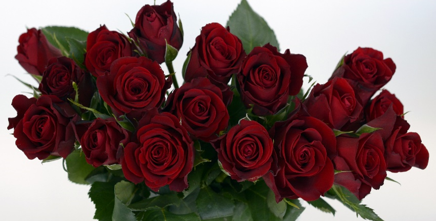 Care - The Rose Solution