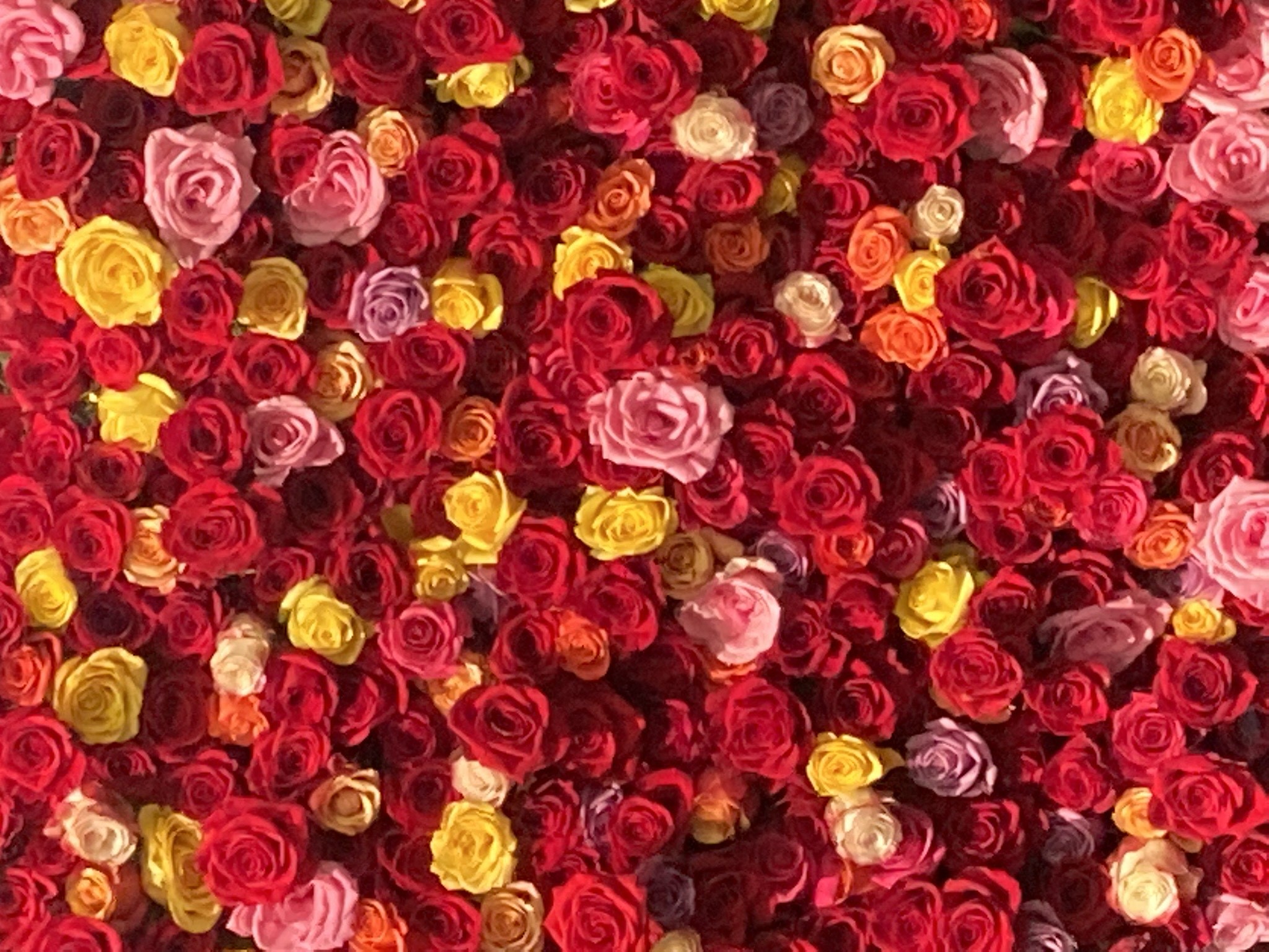 Home - The Rose Solution