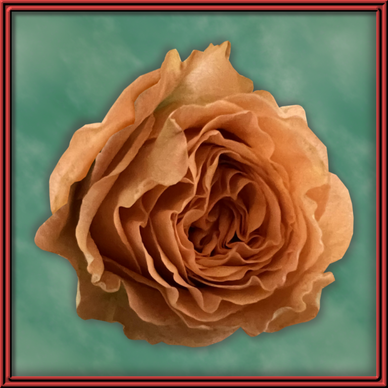 Country Home - The Rose Solution