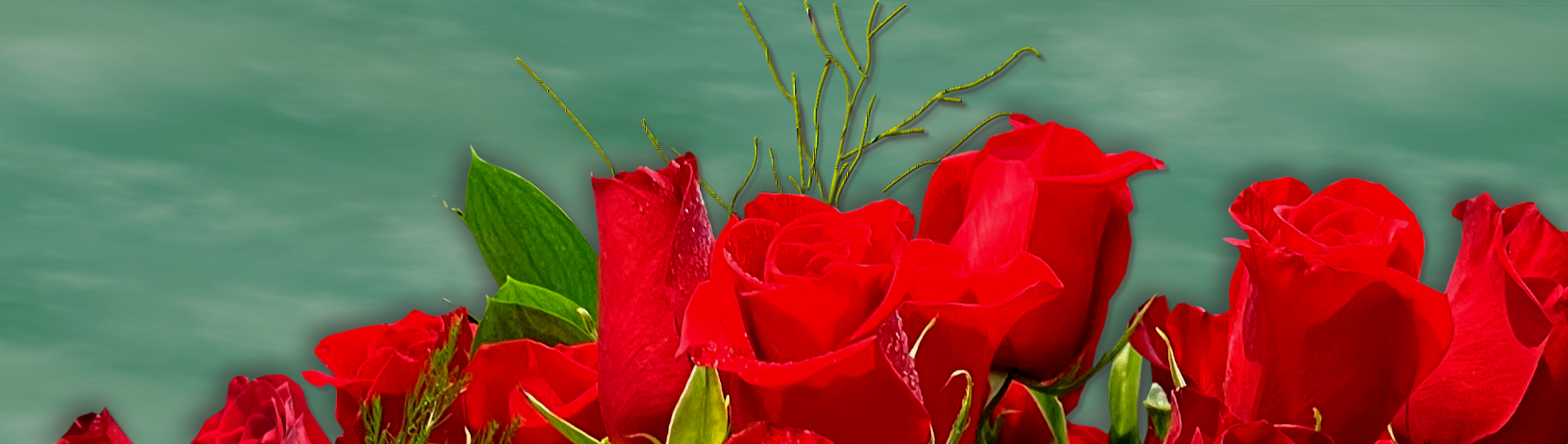 Home - The Rose Solution