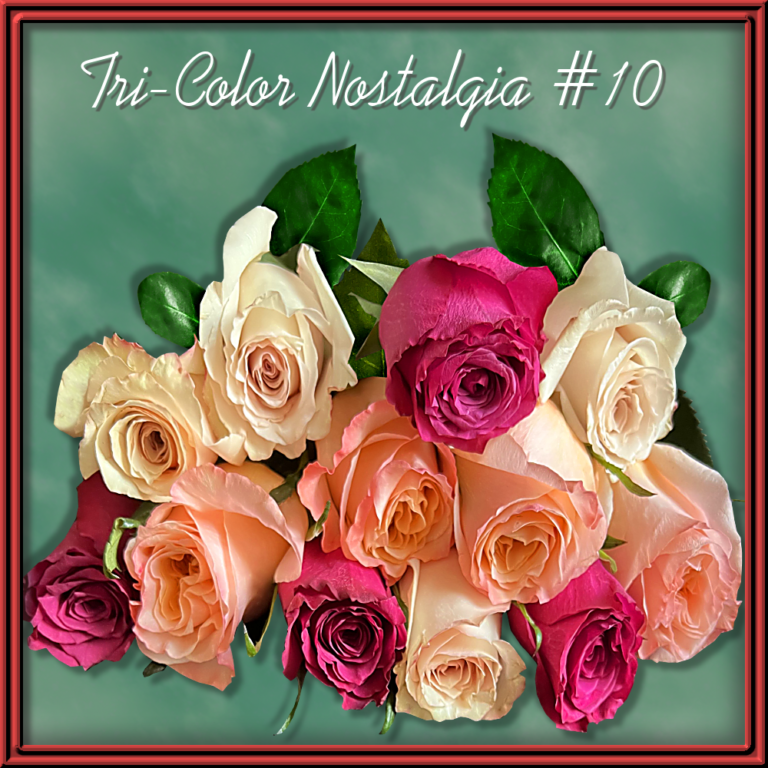 Nostalgia - The Rose Solution