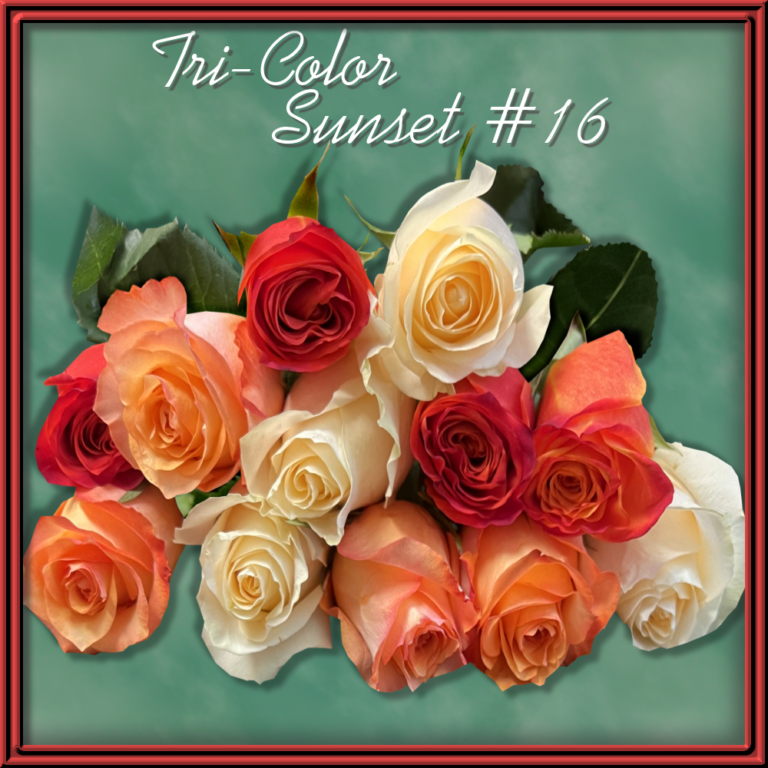 Sunset - The Rose Solution